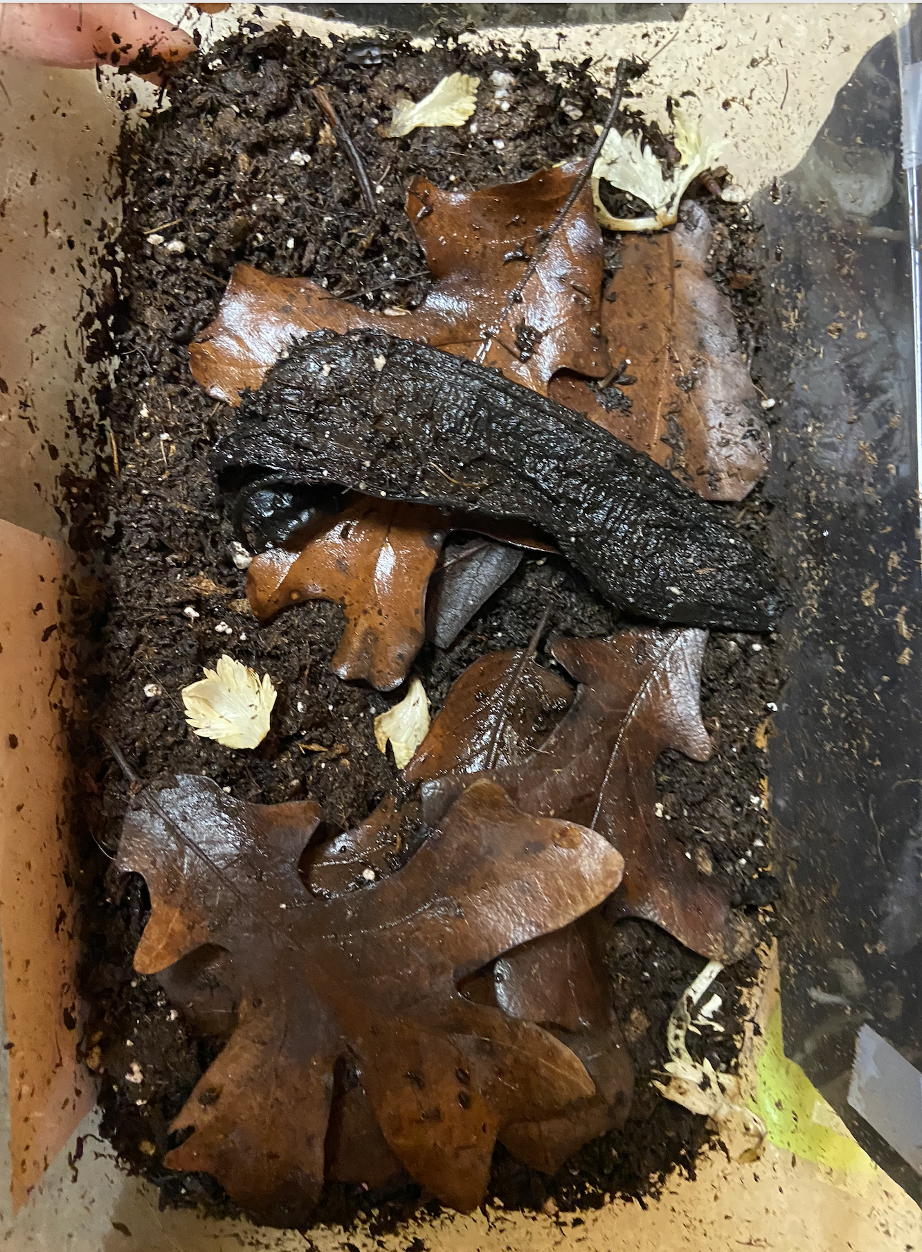 How You Can Build a Worm Farm at School | Teacher Blog Spot
