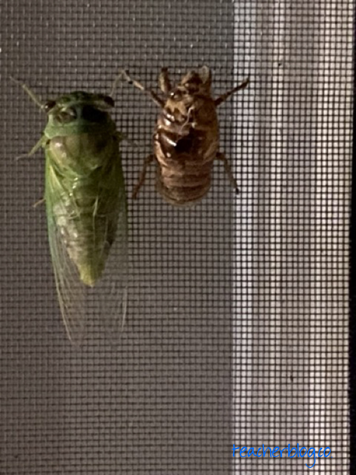 Eeew! Gross! What you should be collecting this summer! | Teacher Blog Spot